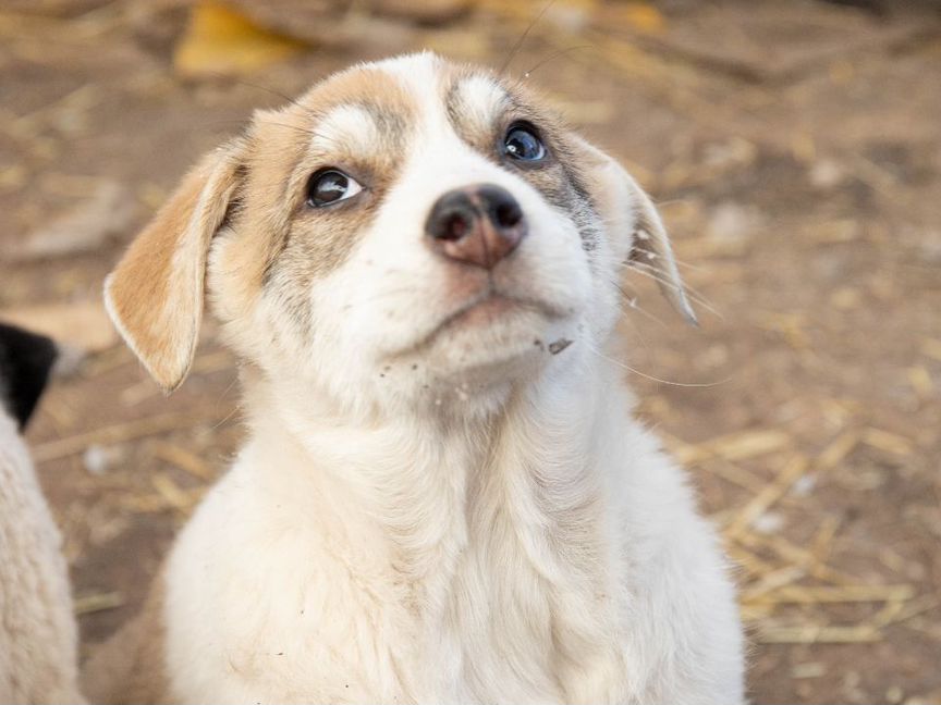 Отдам бесплатно щенки