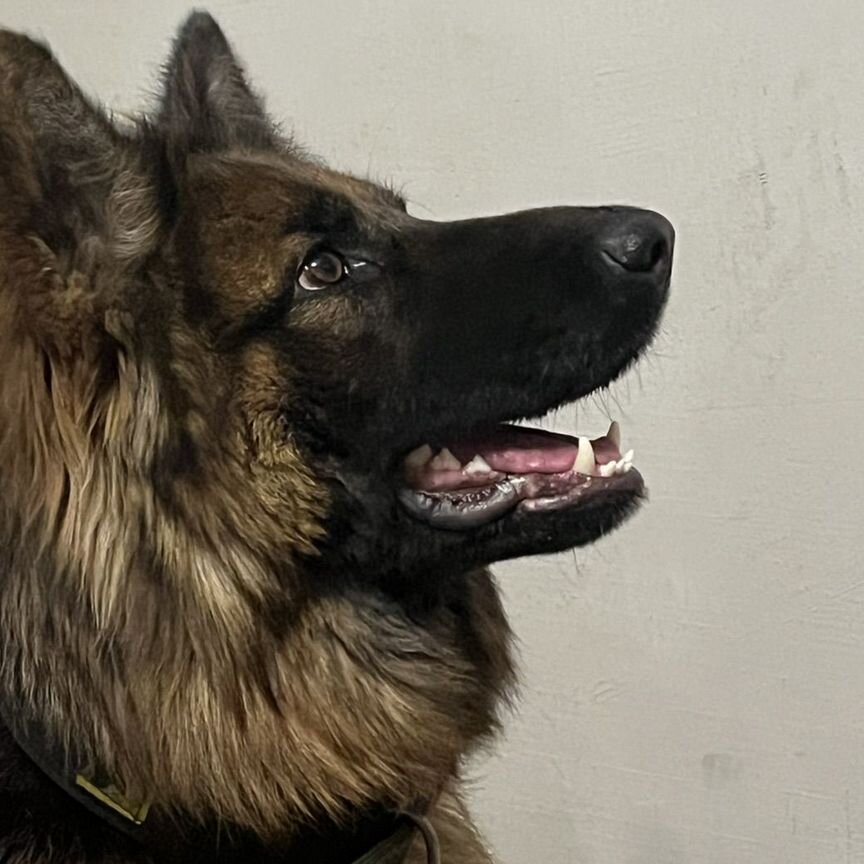 Немецкая овчарка, взрослая собака