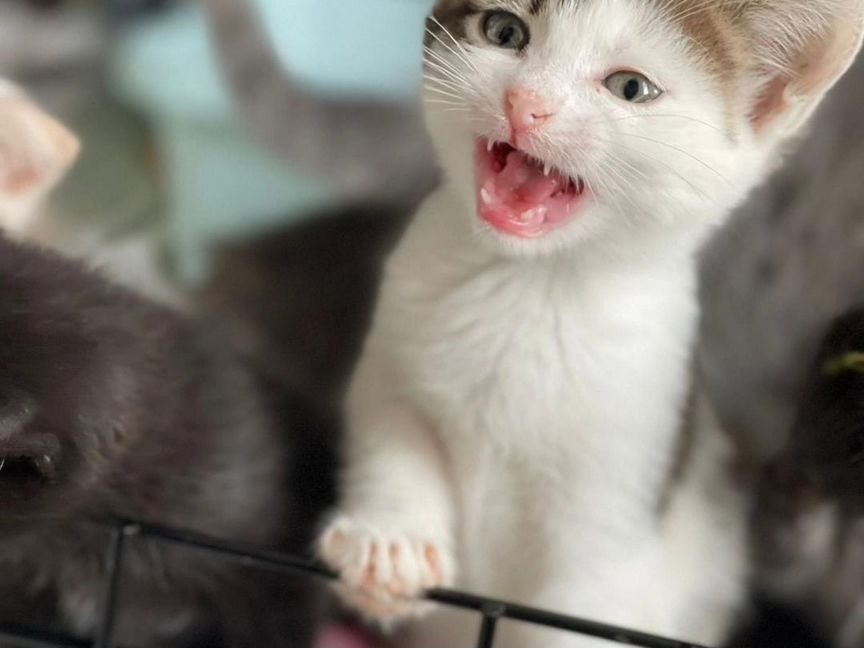 Котёночек ищет дом