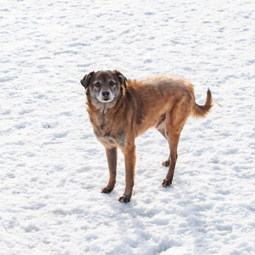 Собака Лысик