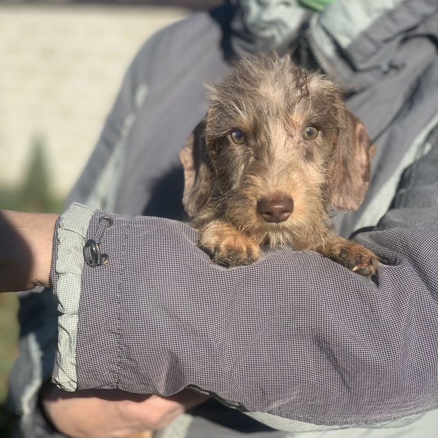 Малыш кролик такса ждет семью