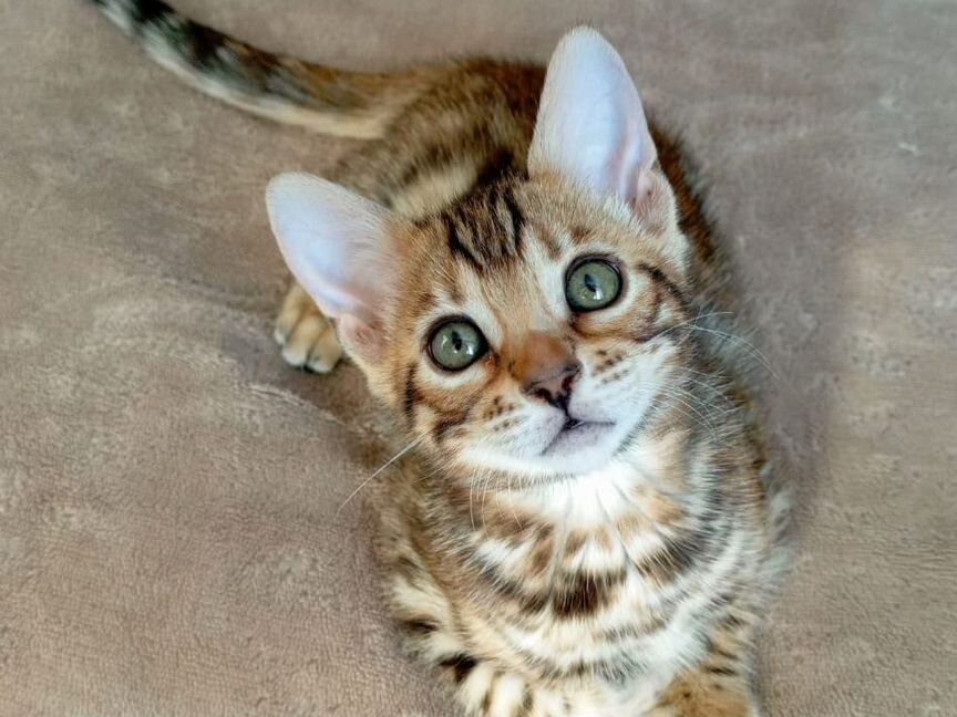 Бенгальские котята