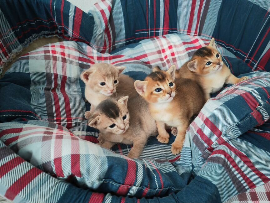 Абиссинские котята
