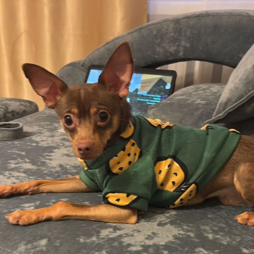 Английский той-терьер, взрослый пёс