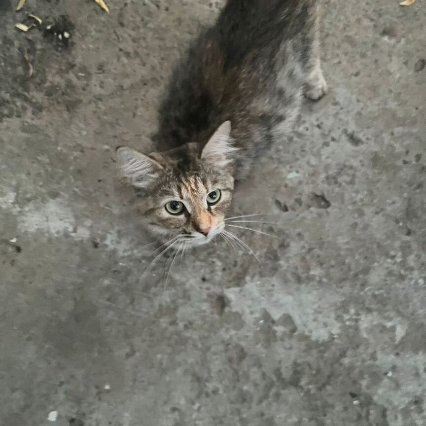 Кошка