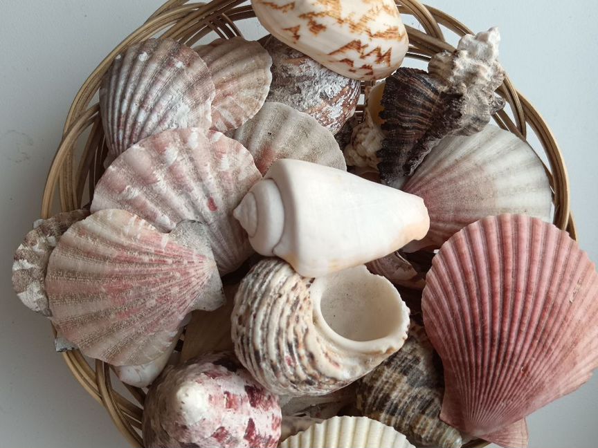 Морские ракушки, раковины и морская галька