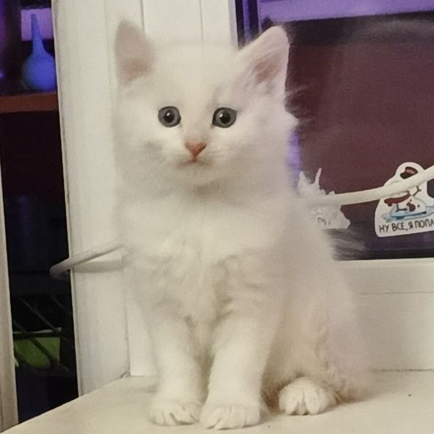 Невский маскарадный котёнок