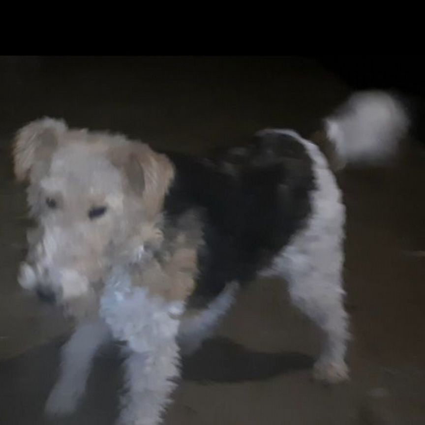 Фокстерьер, взрослая собака