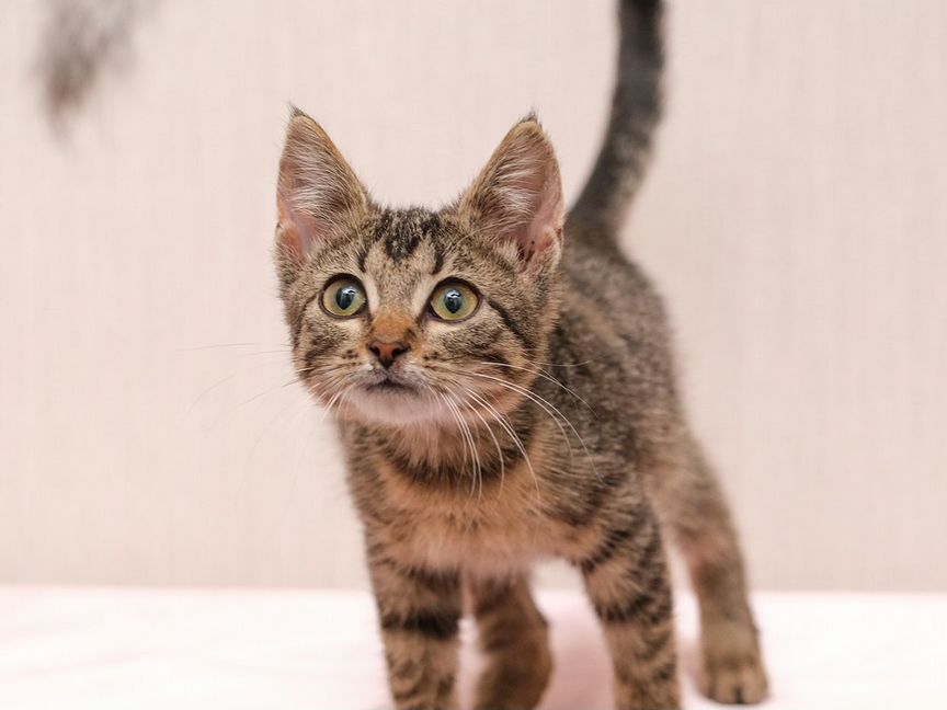 Сказка ищет дом