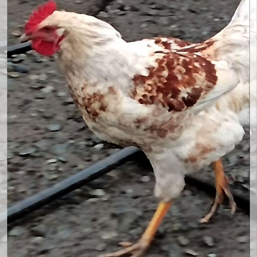 Домашняя птица петухи