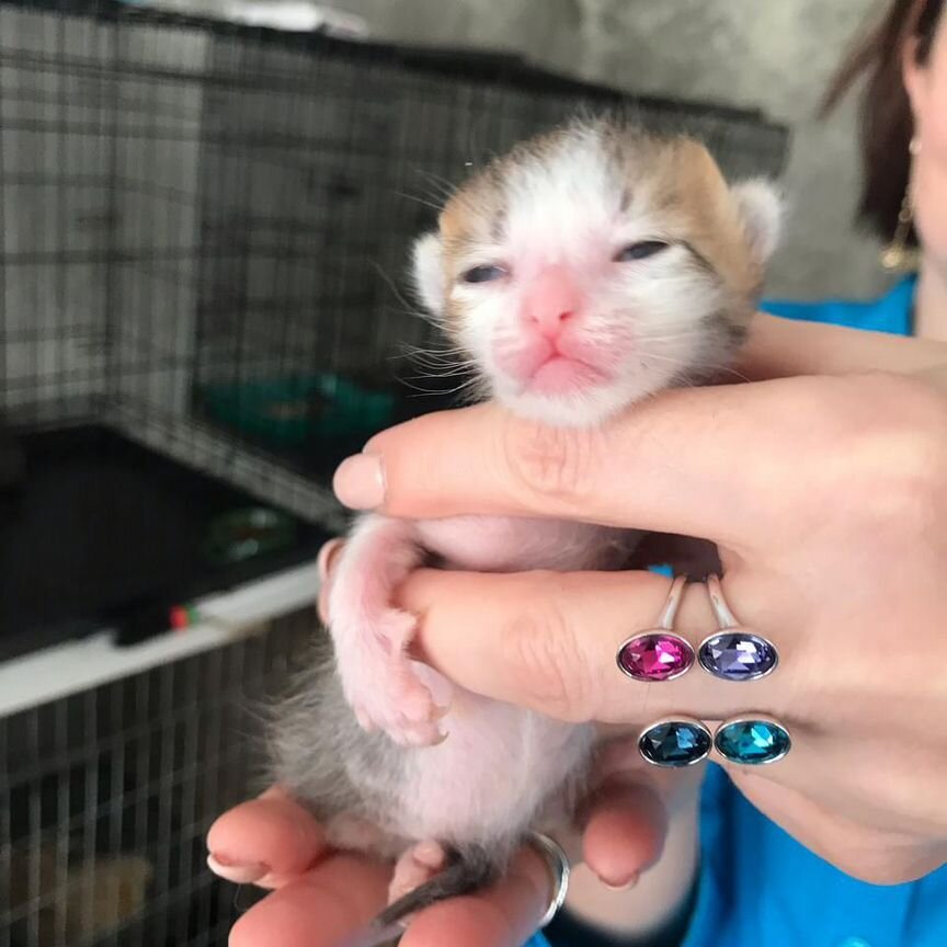 Котята малыши бесплатно