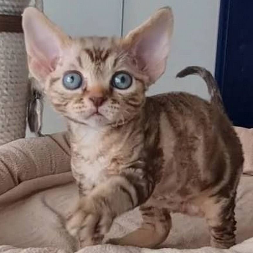 Девон-рекс котёнок