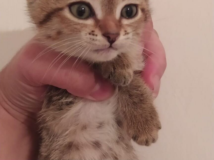 Котенок