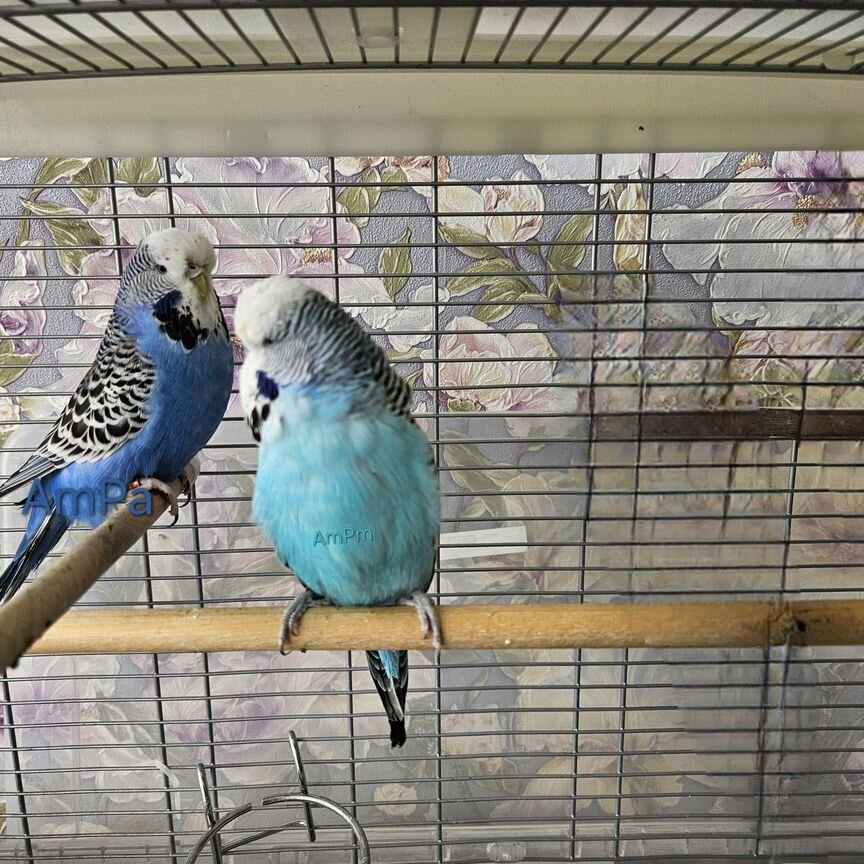 Выставочные волнистые попугаи (ввп Чехи) на гнездо