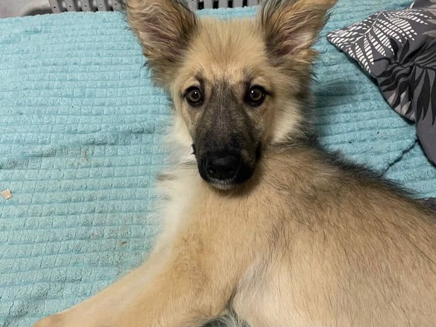 Отдам щенка (девочка) в добрые руки 5 месяцев