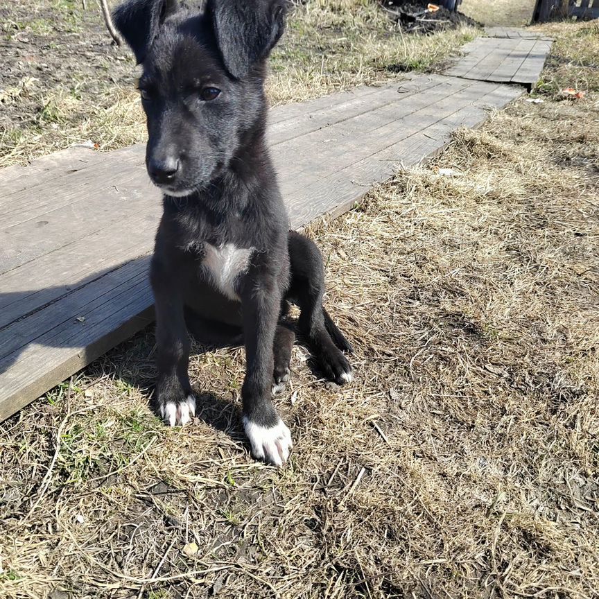 Девочка-красавица 1.5 мес ищет дом