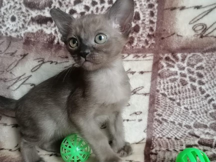 Бурманский котенок с документами