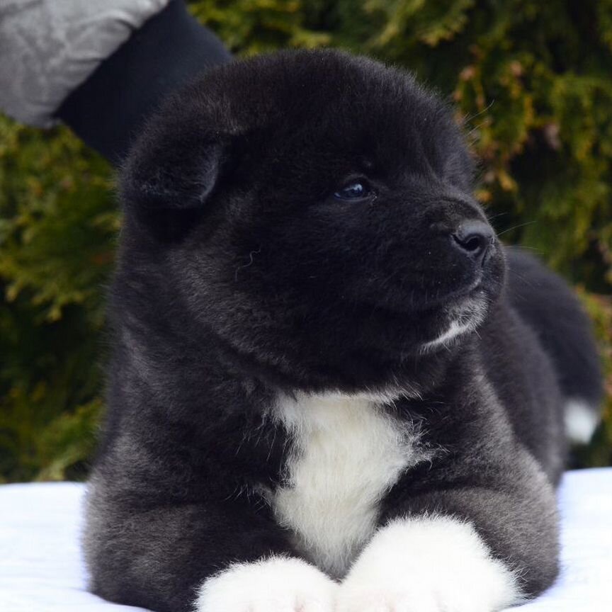 Американская акита, щенок