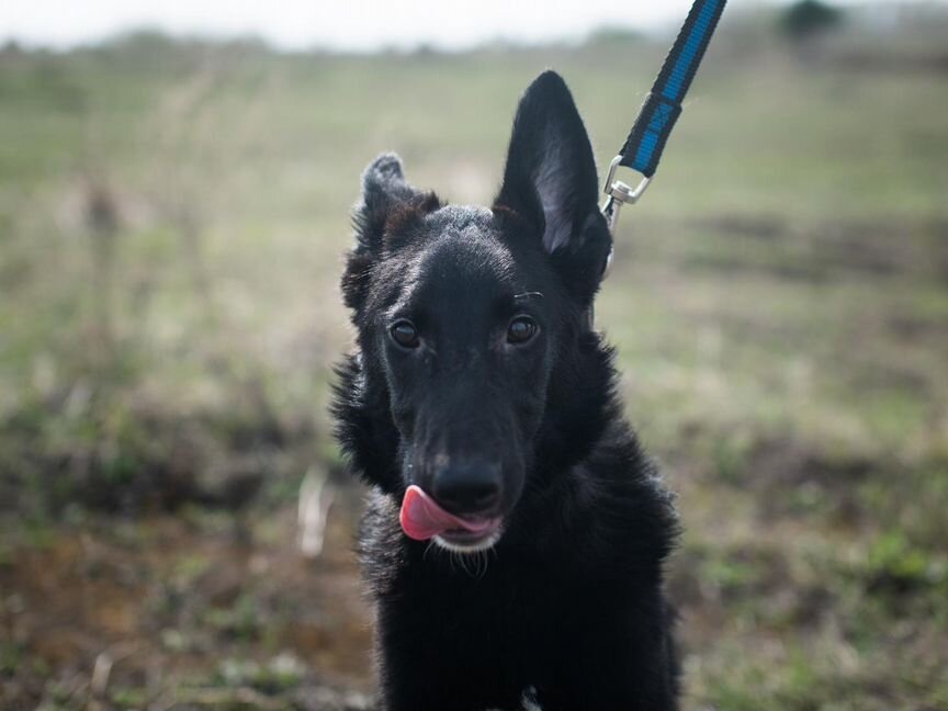 Собачка Куро ищет дом