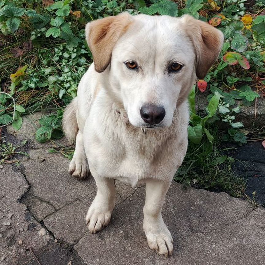 Взрослая собака в добрые руки