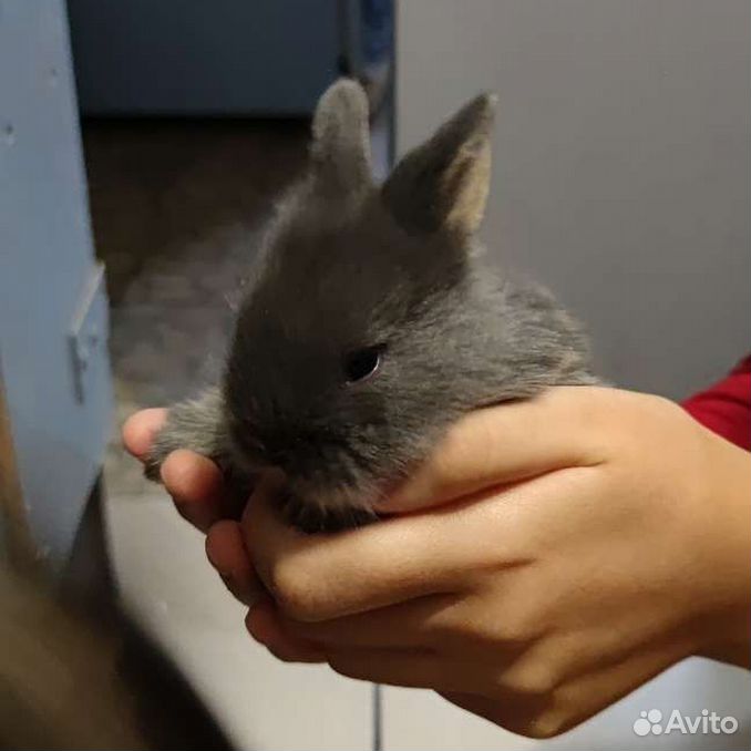 Декоративные крольчата