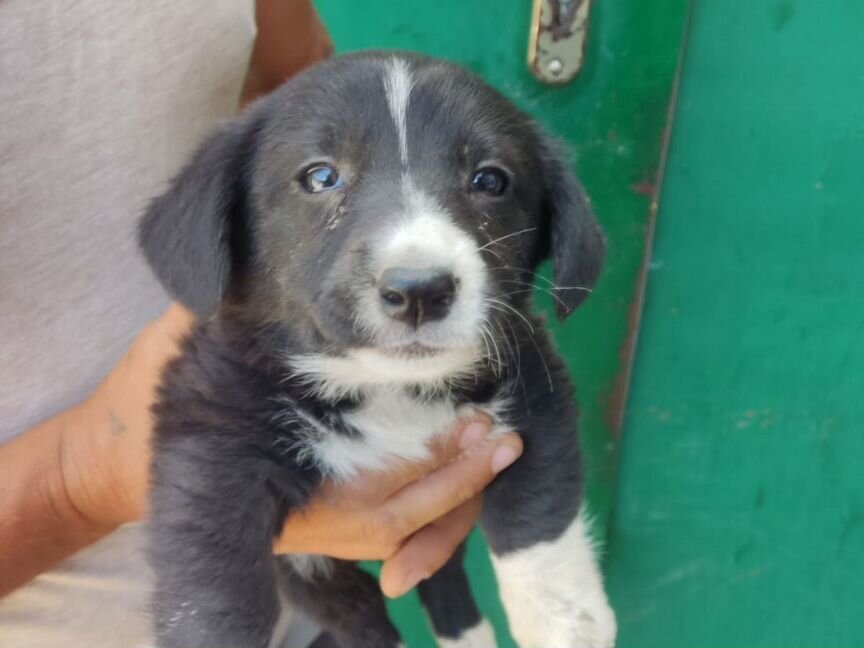 Щенки от маленькой собачки ищут дом