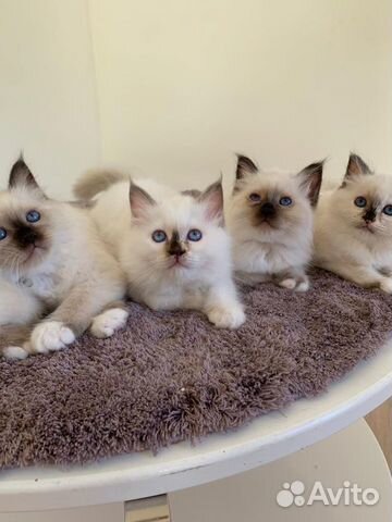 Котята священная бирма