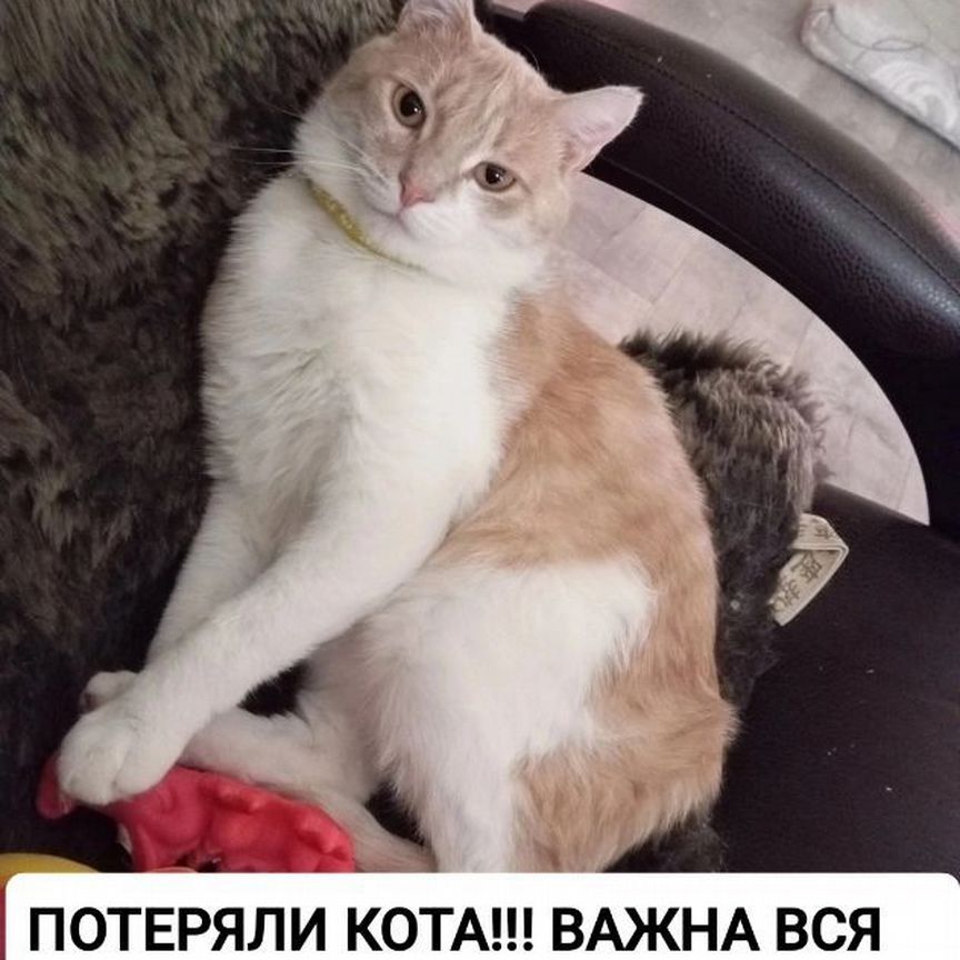 Поиски кота