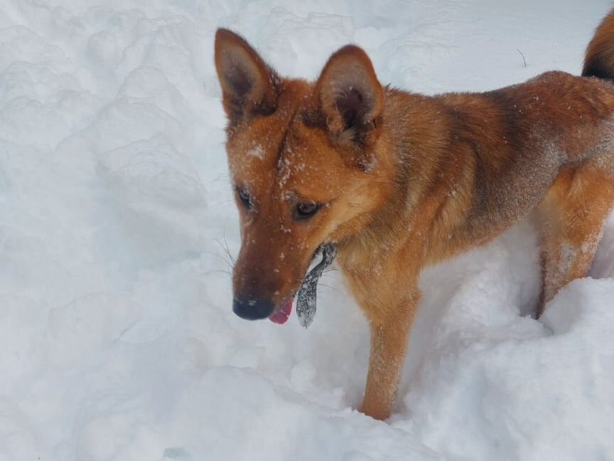 Хороший песик Фунтик