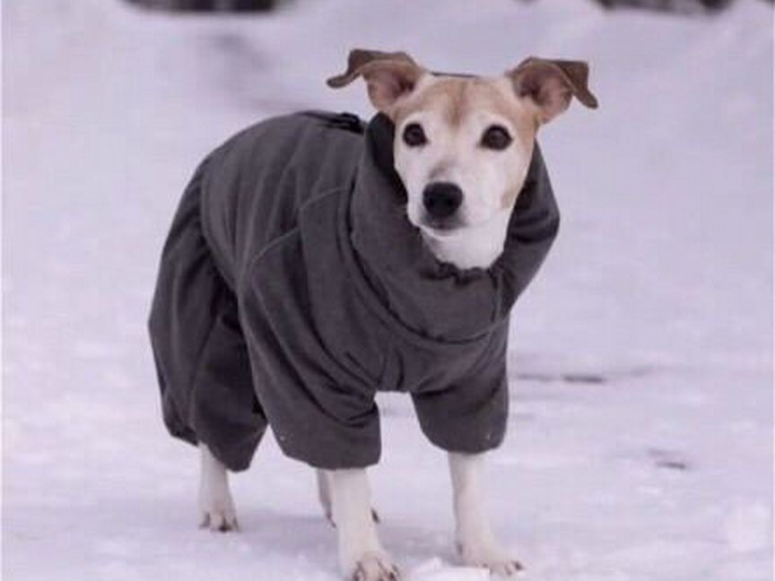 Зимний комбинезон, одежда ля собак