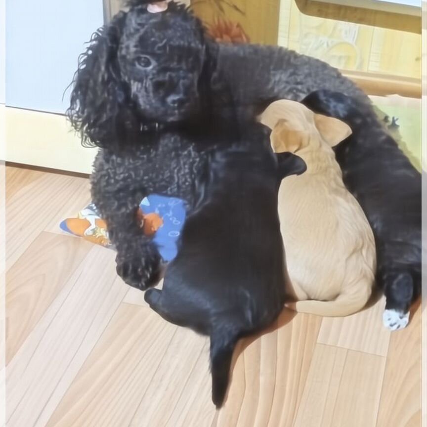 Пудель, щенок