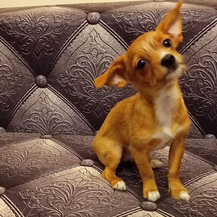 Щенок от частного владельца