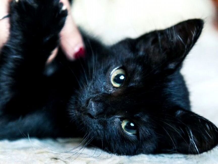 Котенок-девочка в поисках семьи