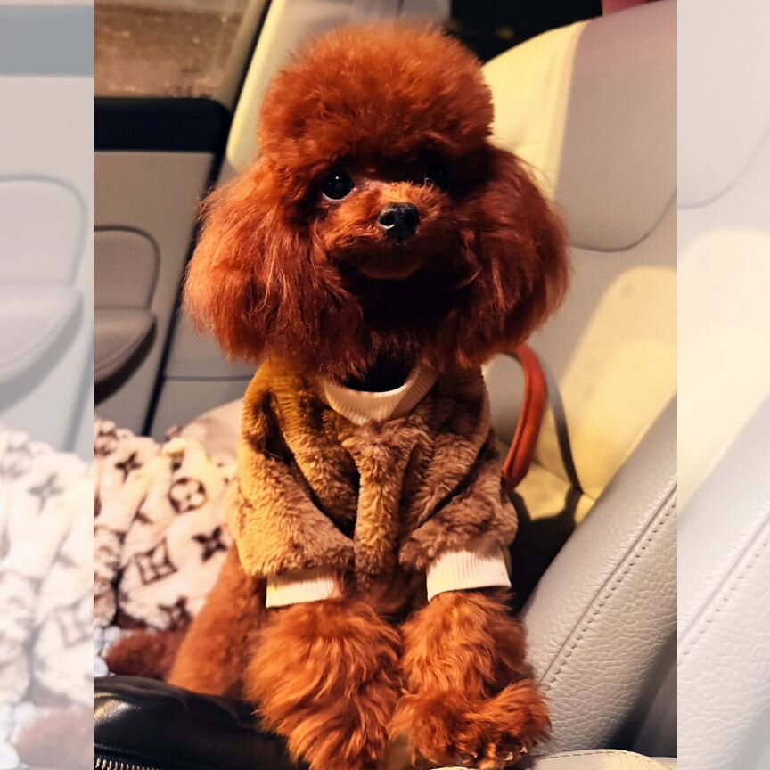 Той-пудель, щенок