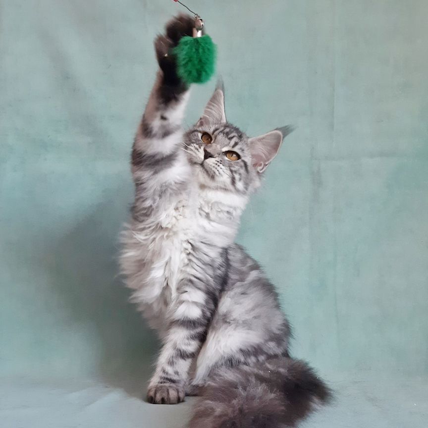 Мейн-куны - домашние "рыси"