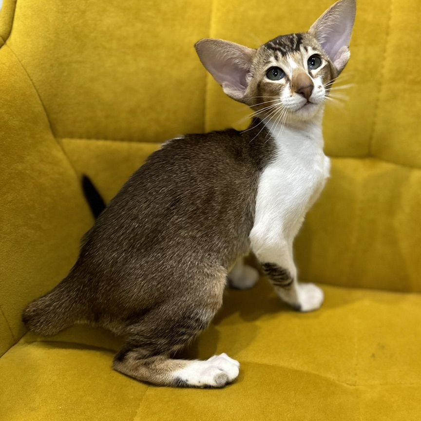 Ориентальная