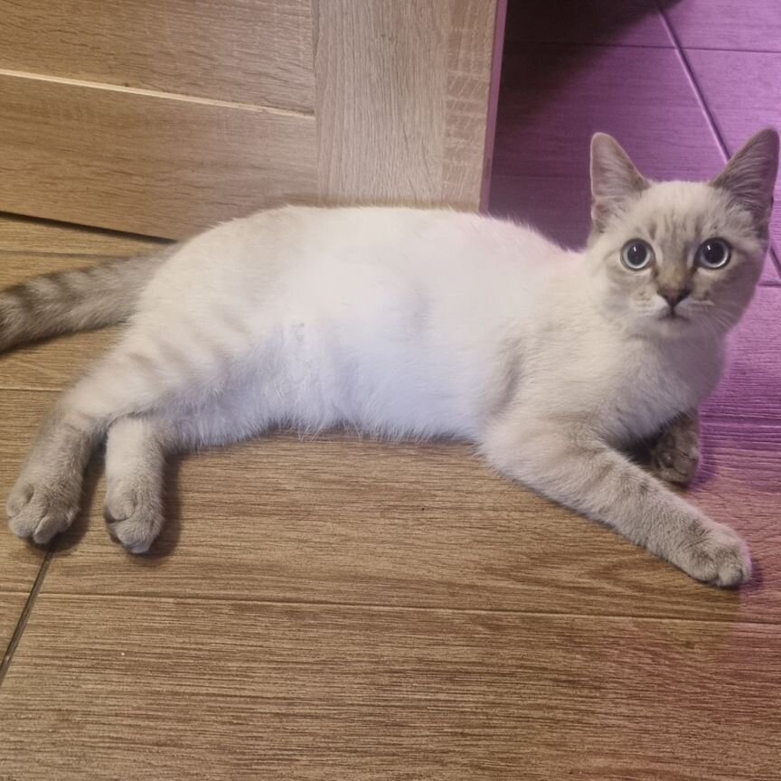 Тайский котёнок