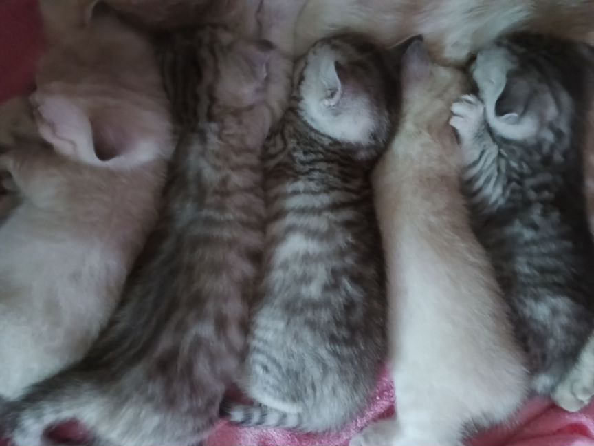 Шотландские котята