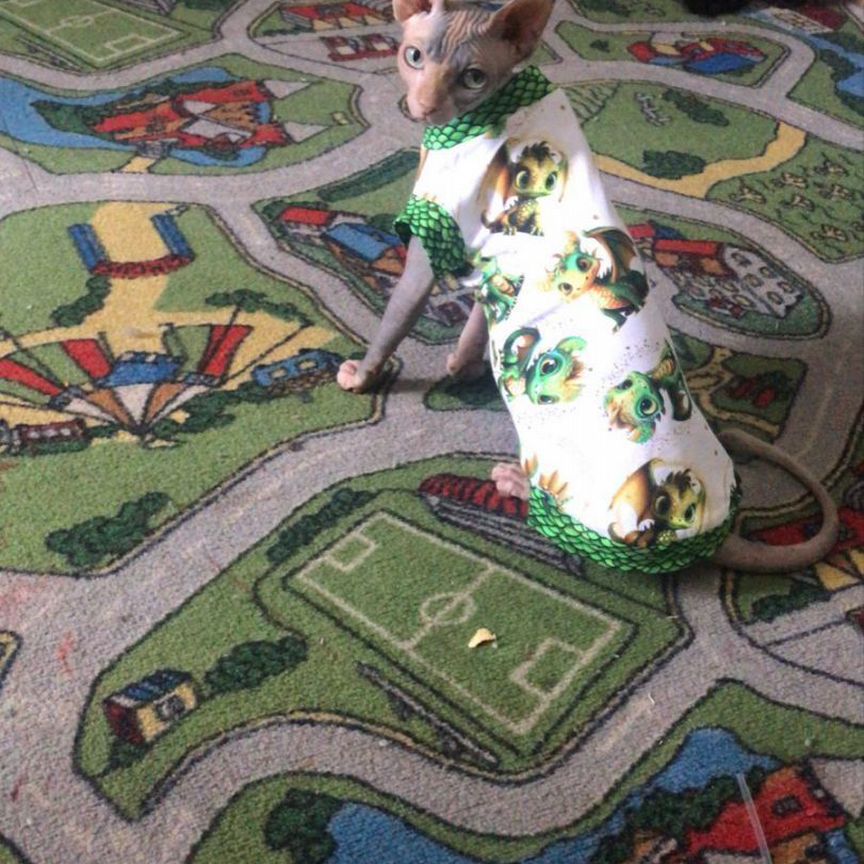 Кошка сфинкс Клео