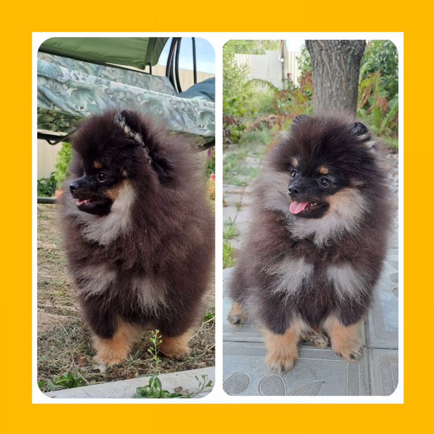 Померанский шпиц