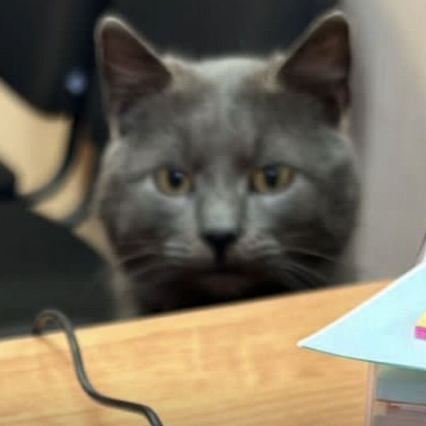 Котик в добрые руки