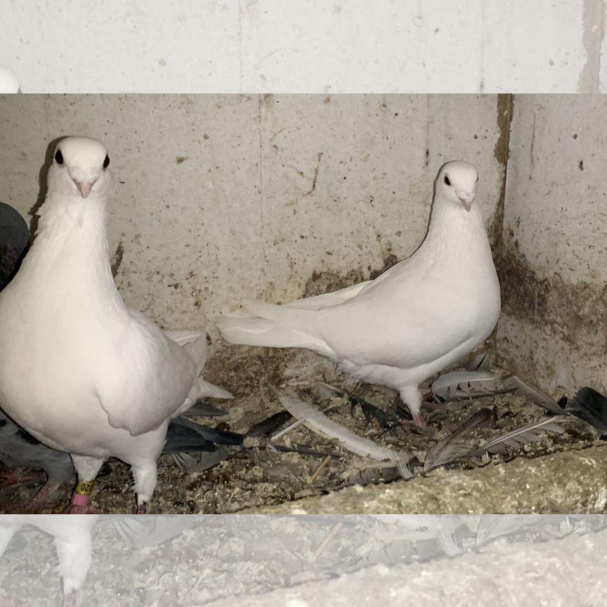 Останкинские голуби