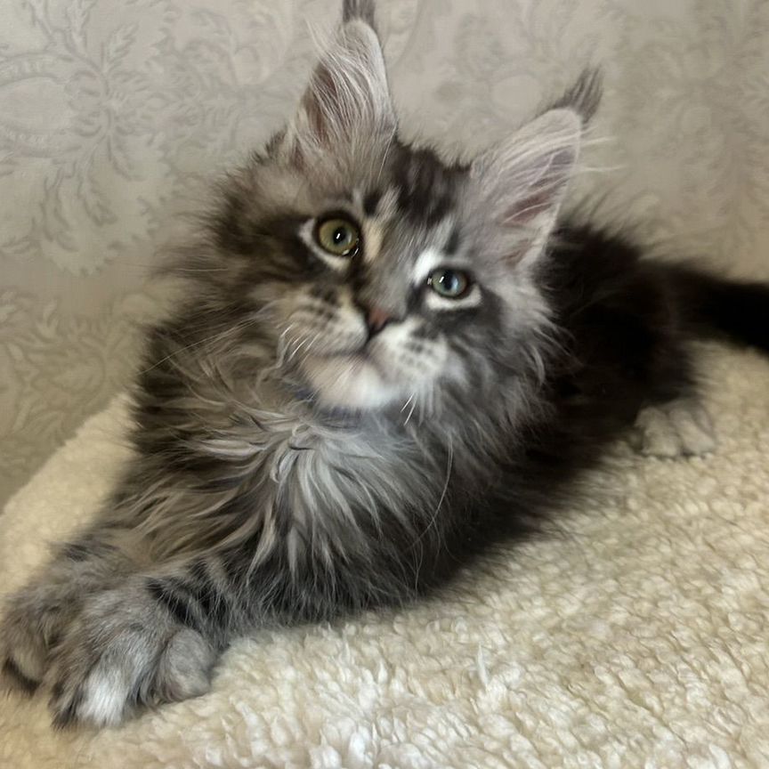 Мейн-кун котёнок