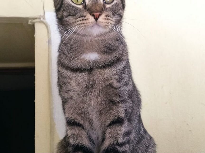 Кот Мурсик 1 год и 4 м