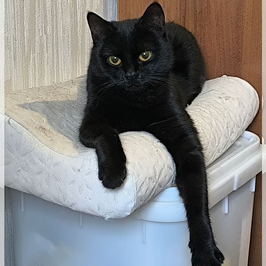 Взрослая, кошка в добрые руки