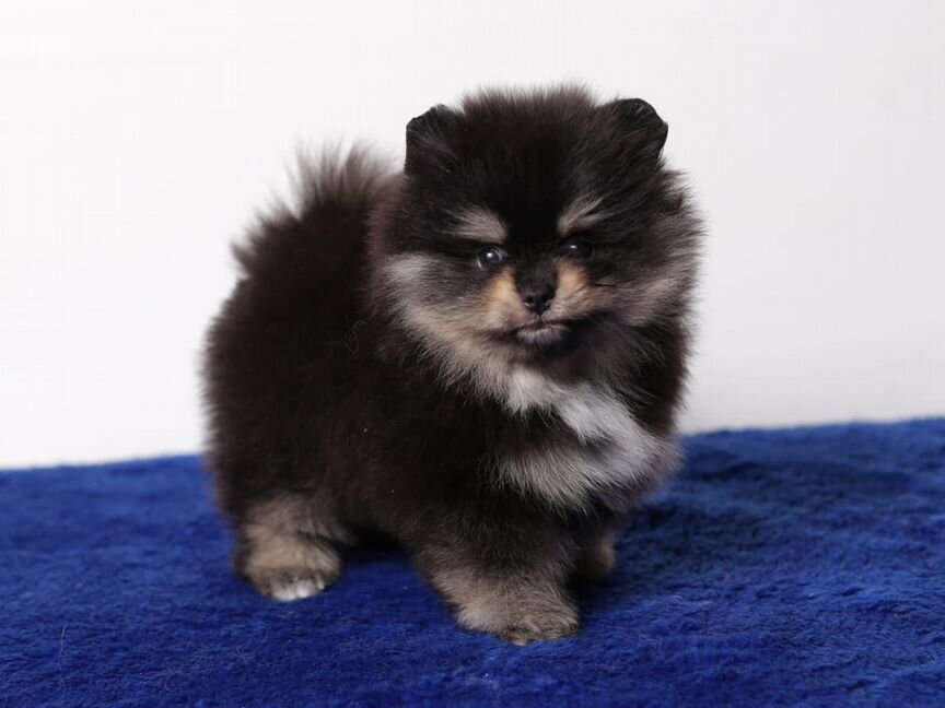 Мини шпицы-мальчики 2 месяца