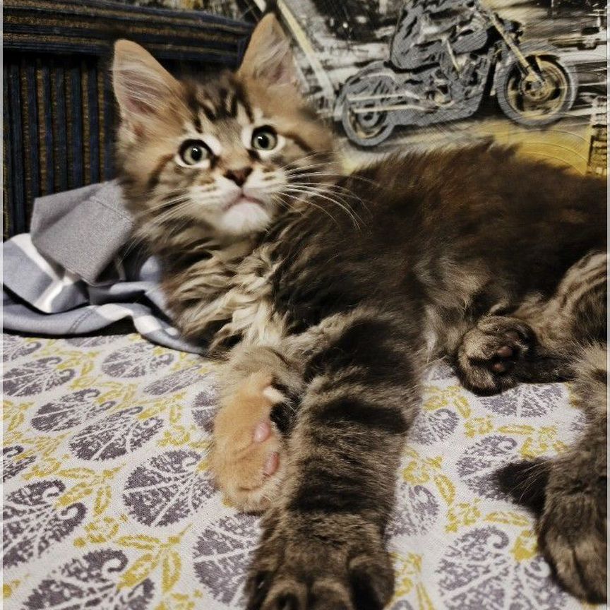 Котята мейн-кун