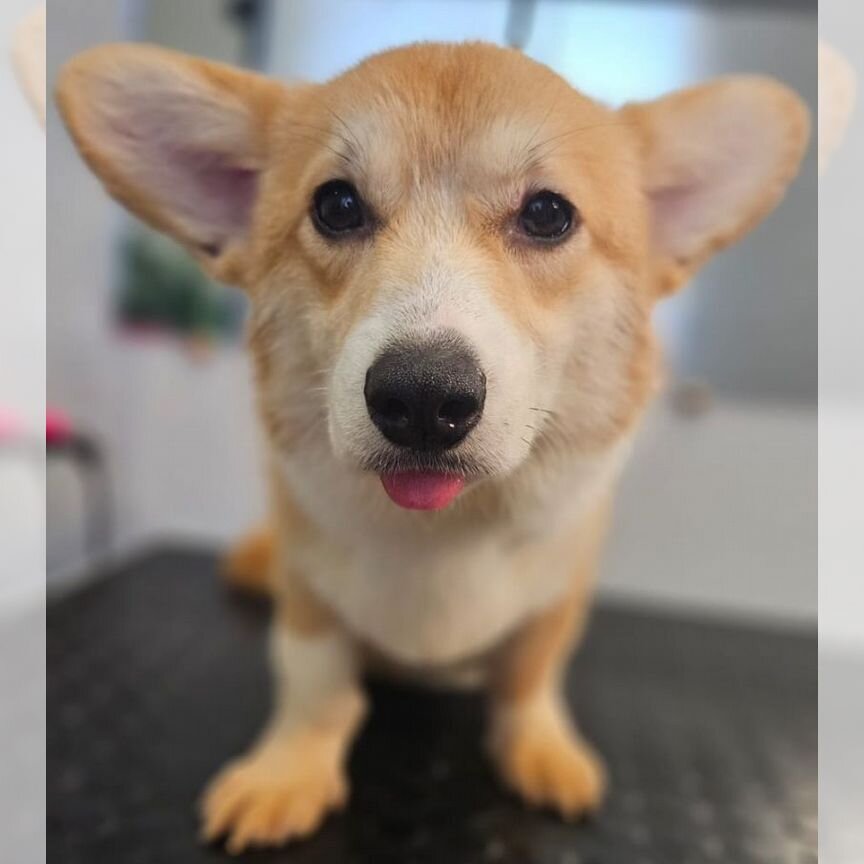 Вельш Корги Пемброк, щенок