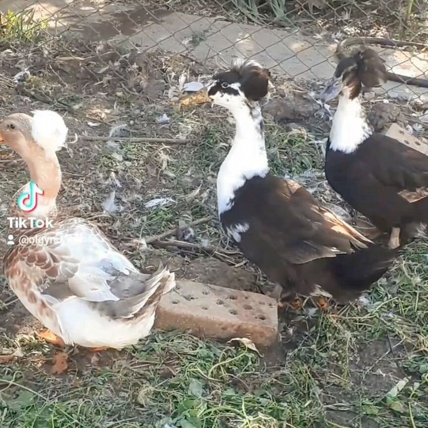 Утки хохлатые