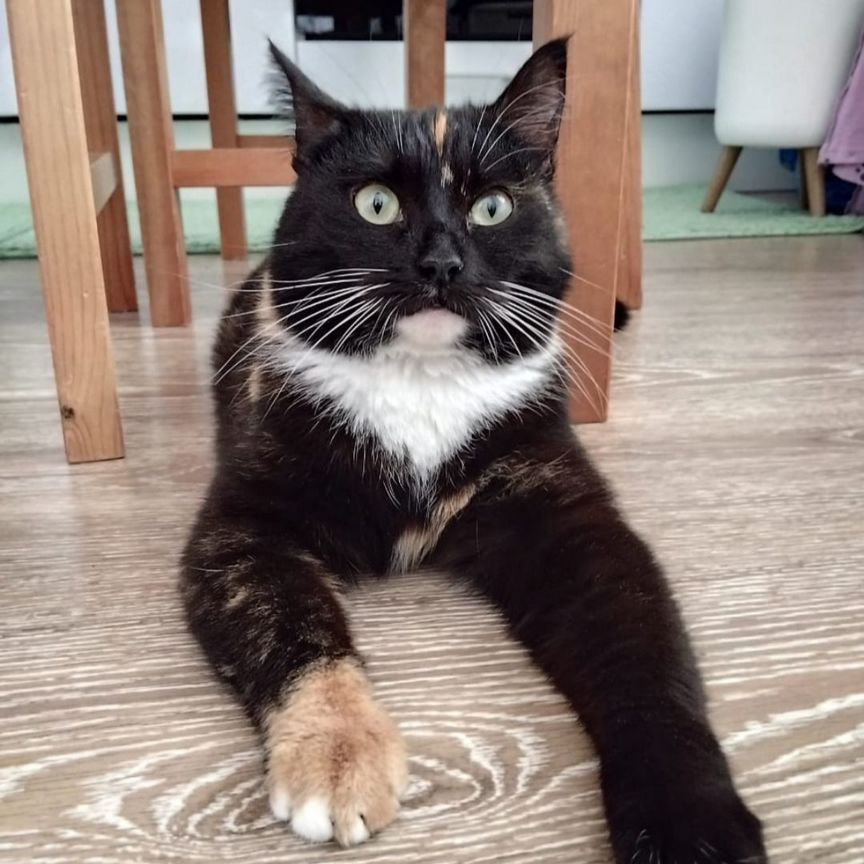 Красавица Марго в добрые ручки